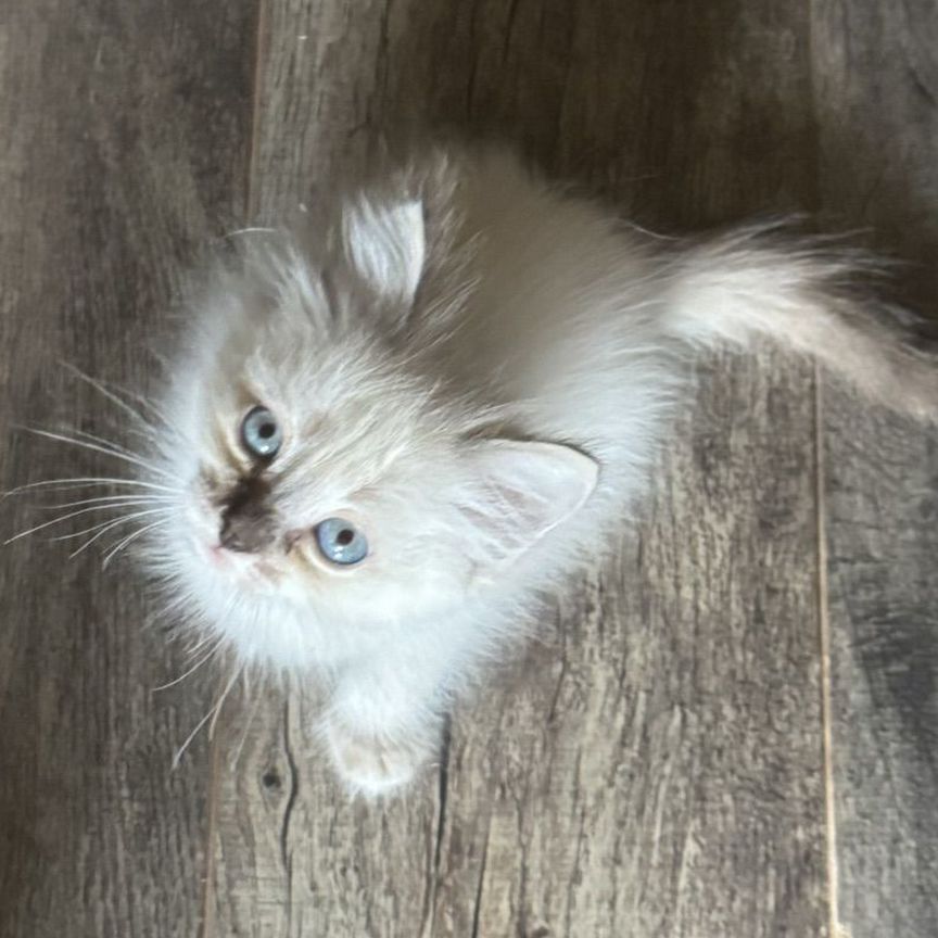 Котята в добрые руки бесплатно