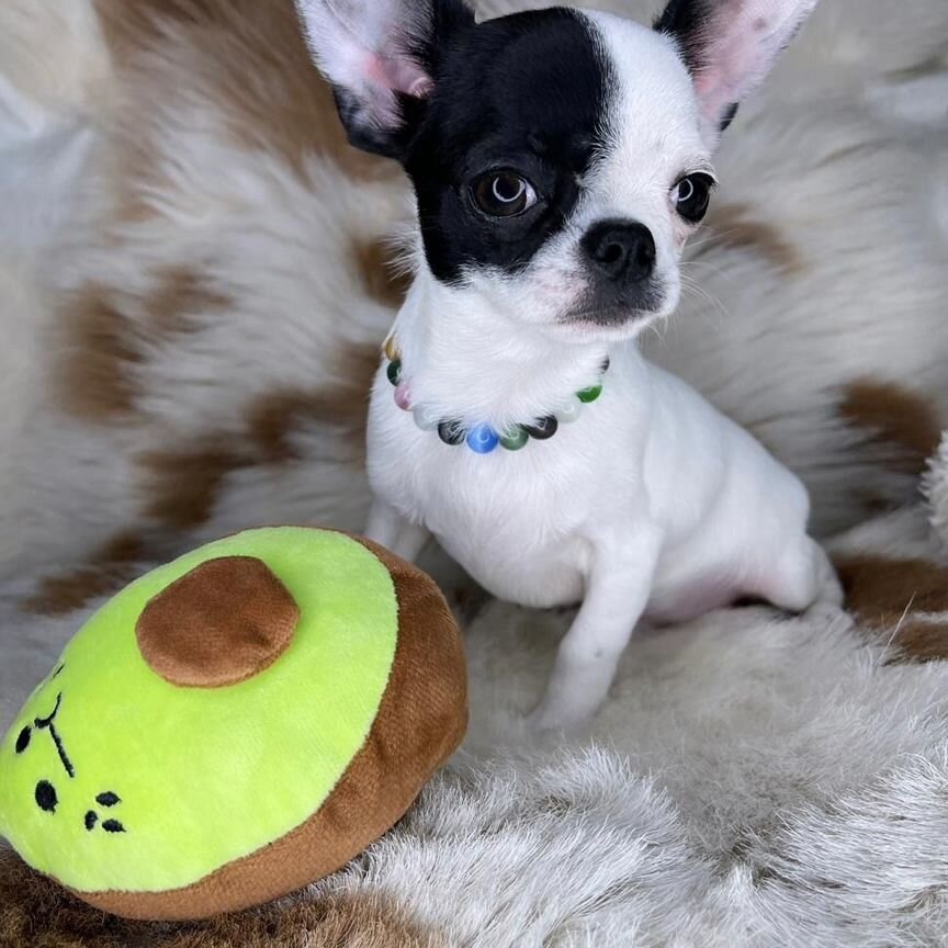 Чихуахуа Luxury Мальчик