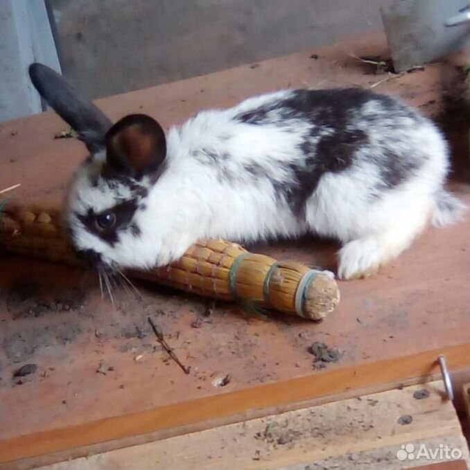 Крольчата крупной мясной породы