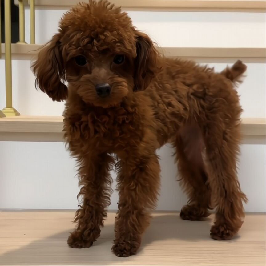 Той-пудель, взрослая собака