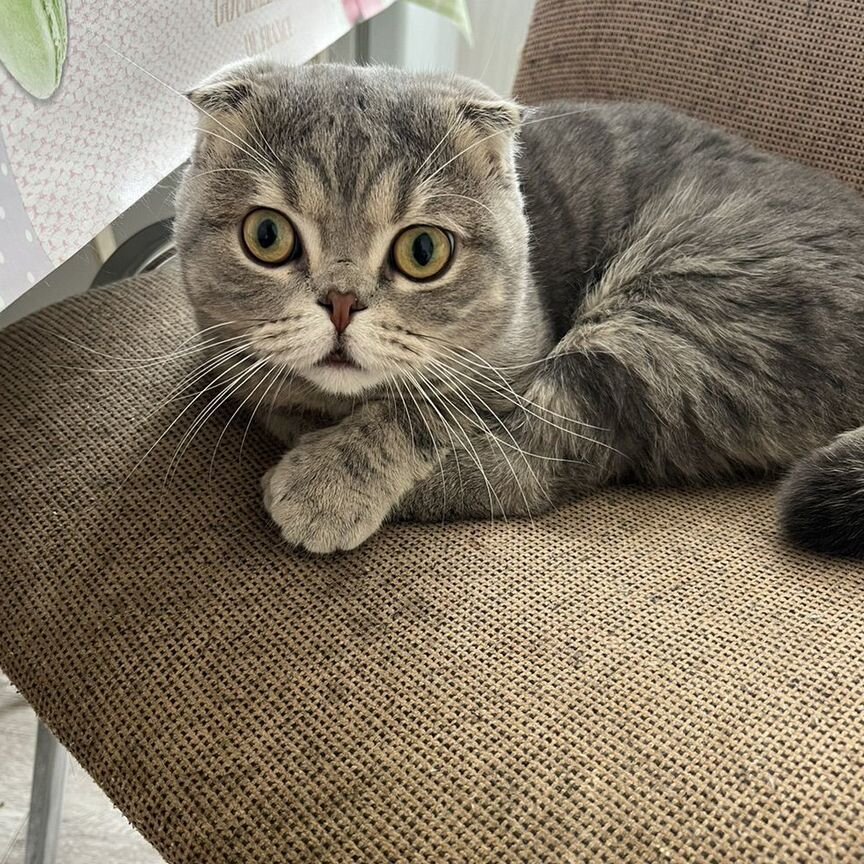 Шотландская