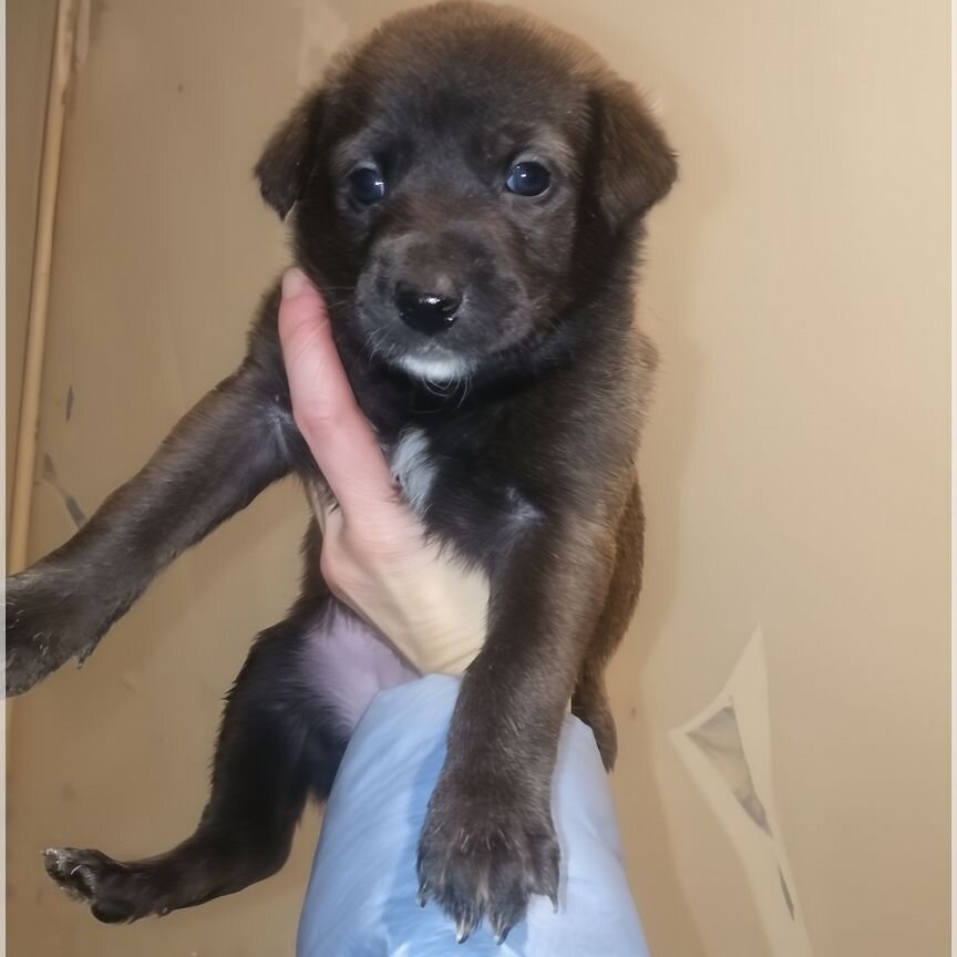 Щенок в добрые руки