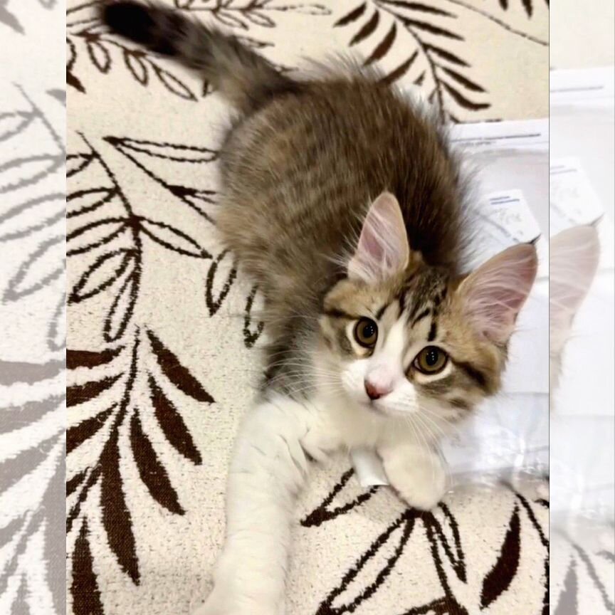 Котёнок в добрые руки