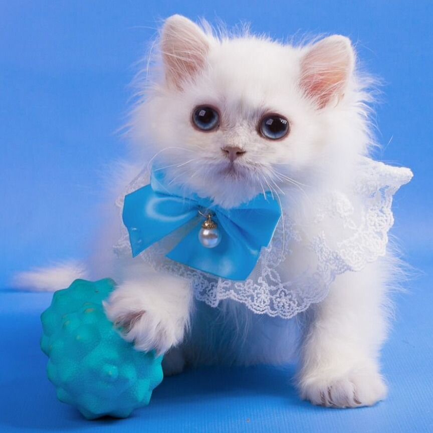 Британский длинношёрстный котёнок