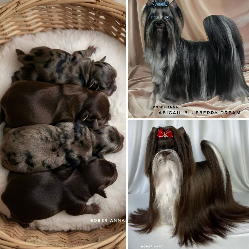 Йоркширский терьер, щенок