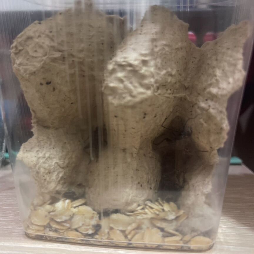 Отдам банановых сверчков живых 10шт