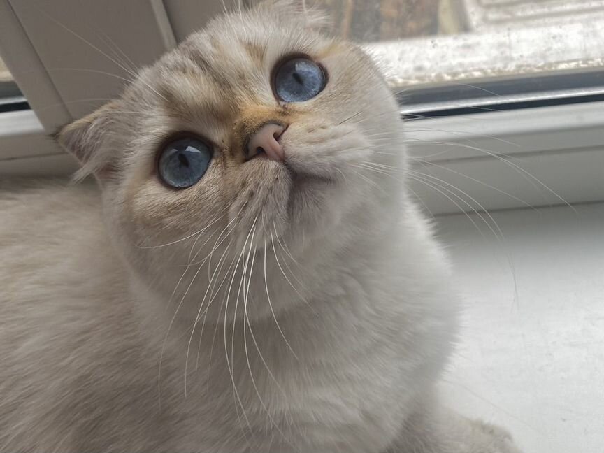 Шотландский кот вязка