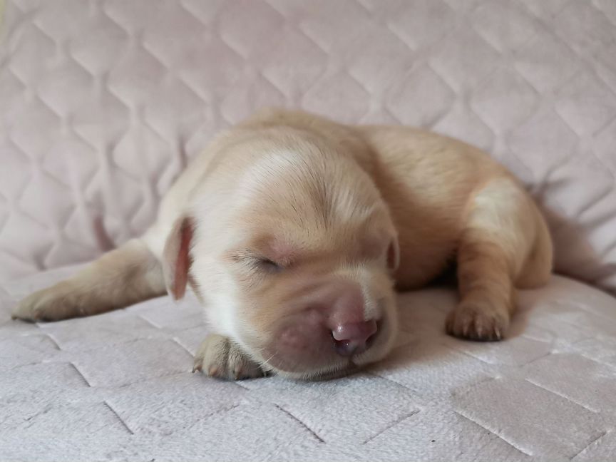 Золотистый ретривер