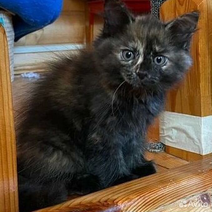 Пушистая Ася в дар