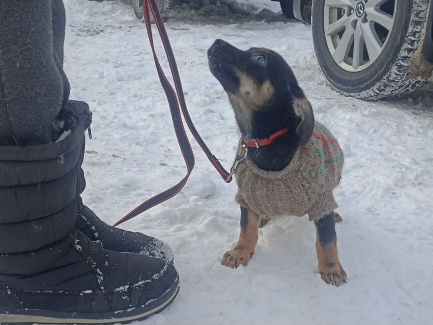 Совсем маленькая собачка, 4 мес/ приют/ бесплатно