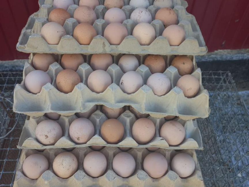 Продается инкубационное яйцо помесной цесарки