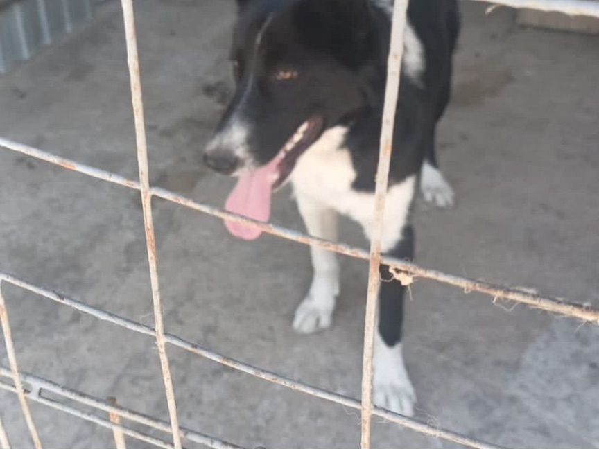 Собака в добрые руки