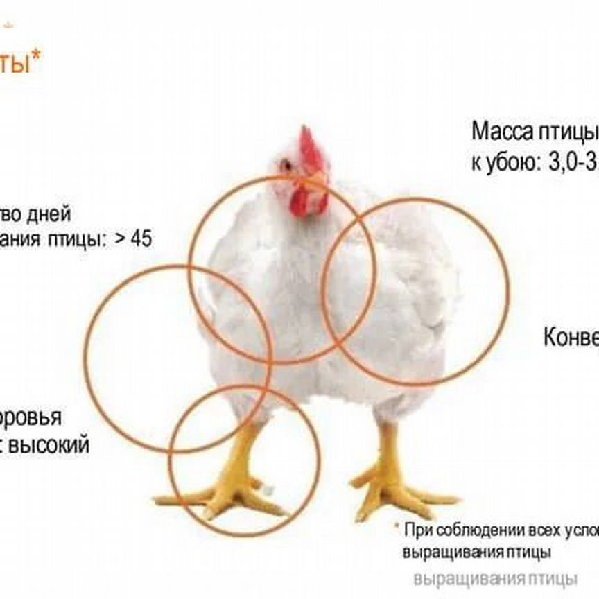 Бройлер кобб 500