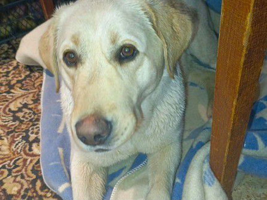 Собака в добрые руки отдам бесплатно