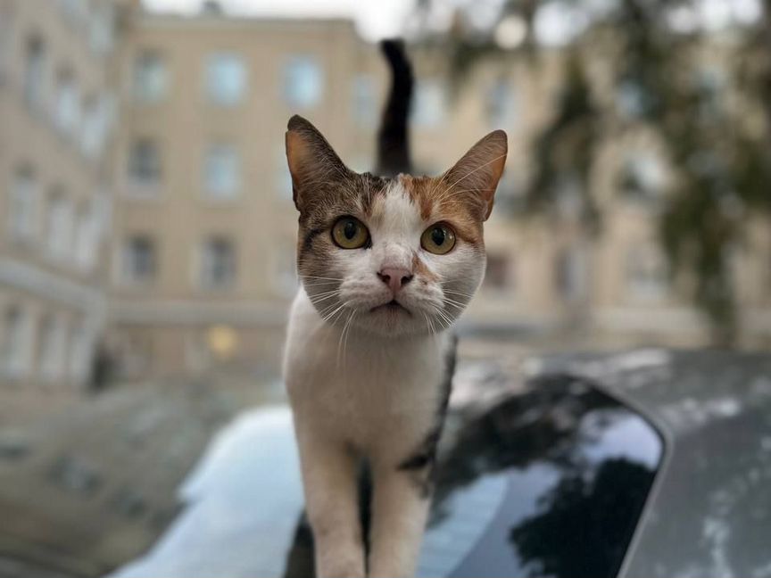 Кошку хотят отравить во дворе