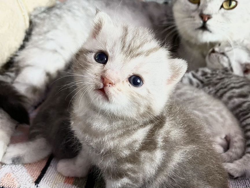 Британские котята