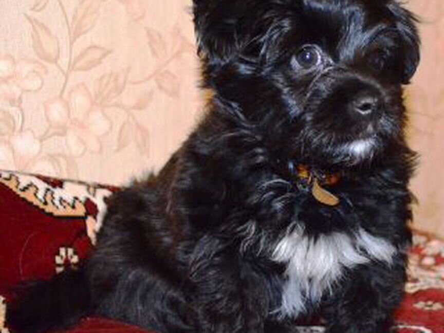 Болонки мальтипу