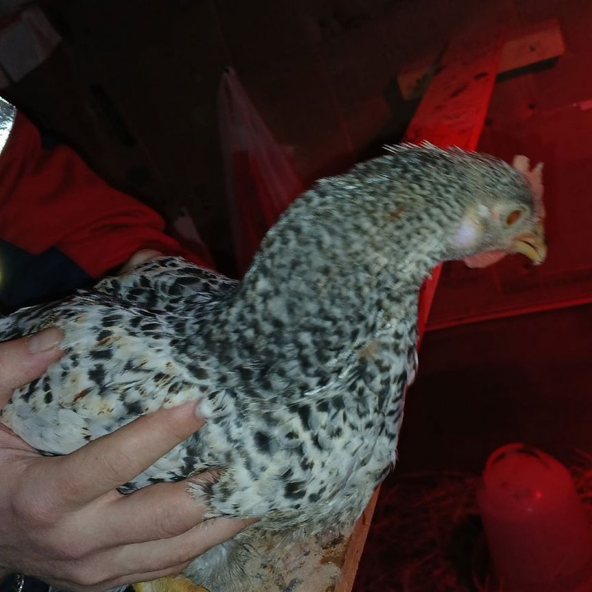 Домашние молодые петухи