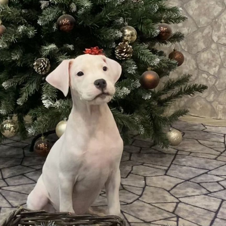 Аргентинский дог