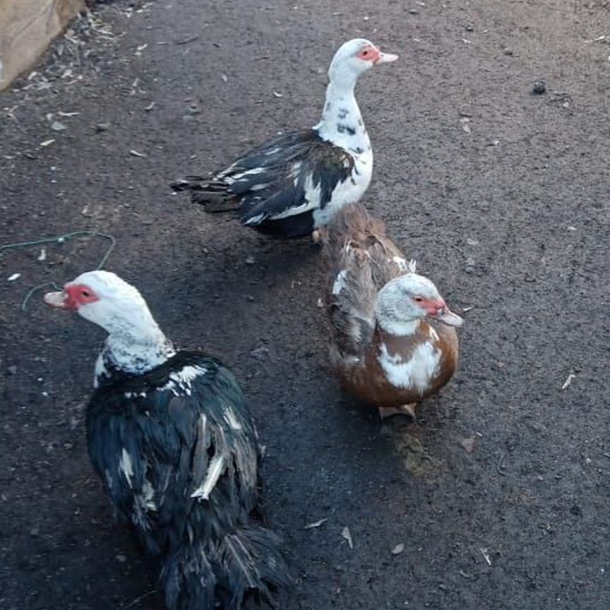 Семья индоуток