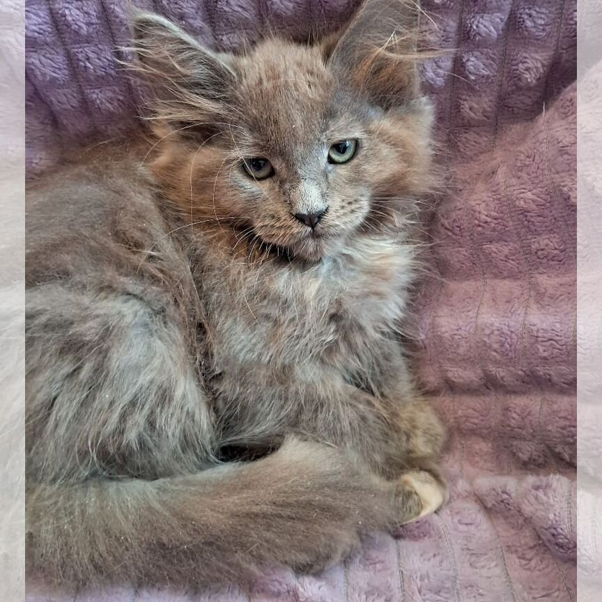 Мейн-кун котёнок