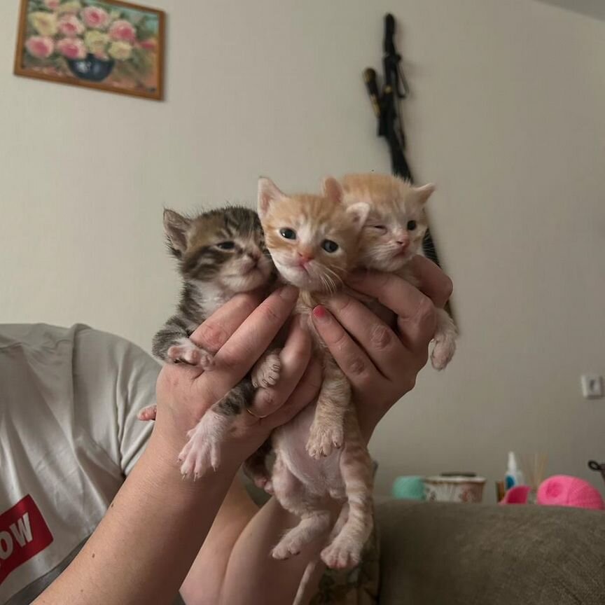 Котята в добрые руки бесплатно