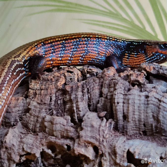 Огненный сцинк