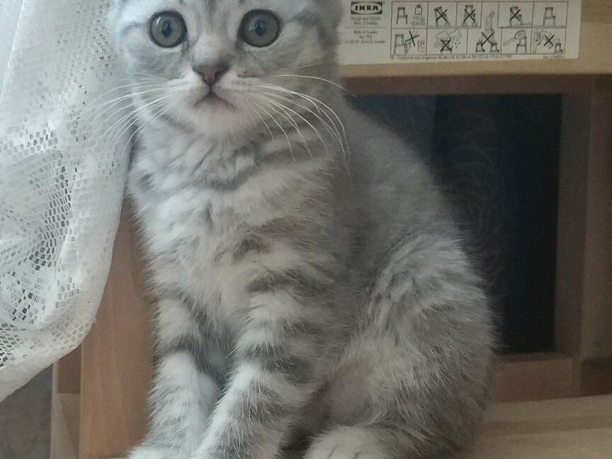Шотландские вислоухие короткошерстные
