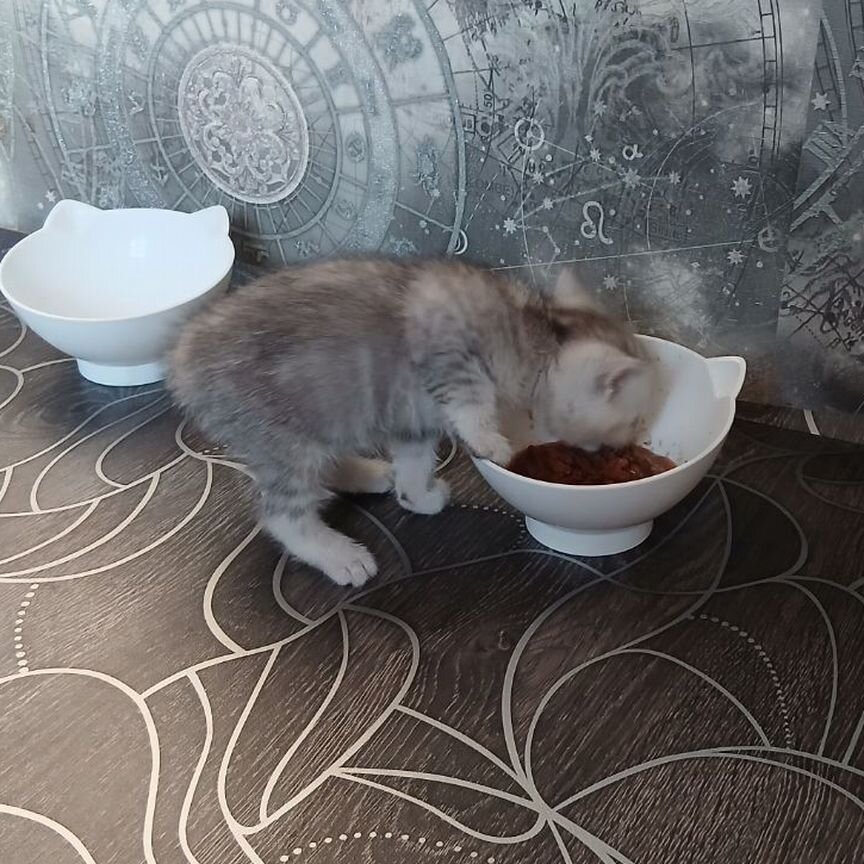 Шотландский прямоухий длинношёрстный котёнок
