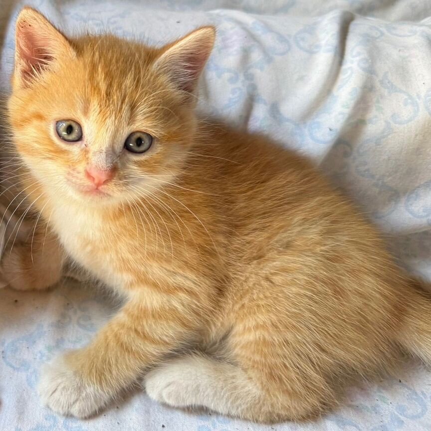 Котёнок в добрые руки