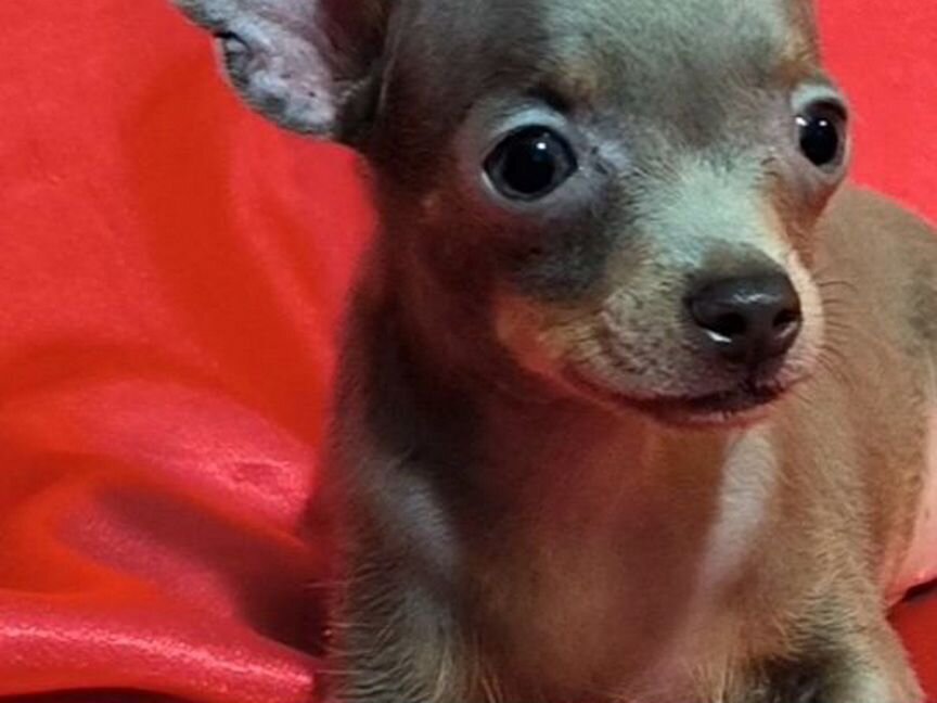 Малыш той. Нежный, редкий окрас