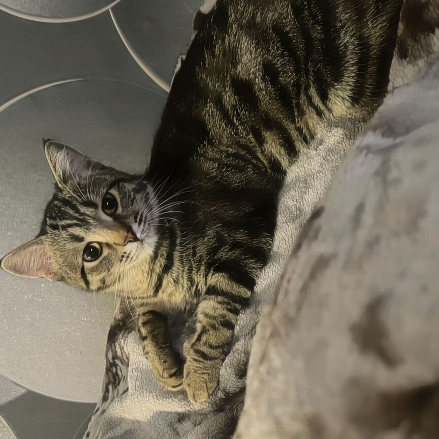 Ориентальная, взрослая кошка