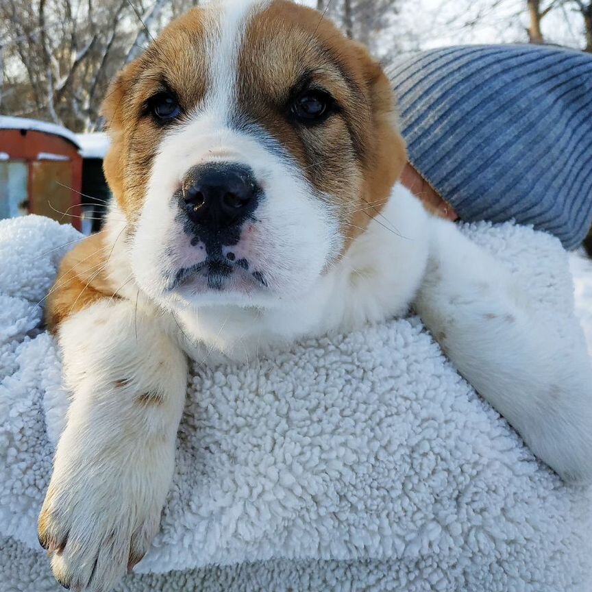 Среднеазиатская овчарка, щенок