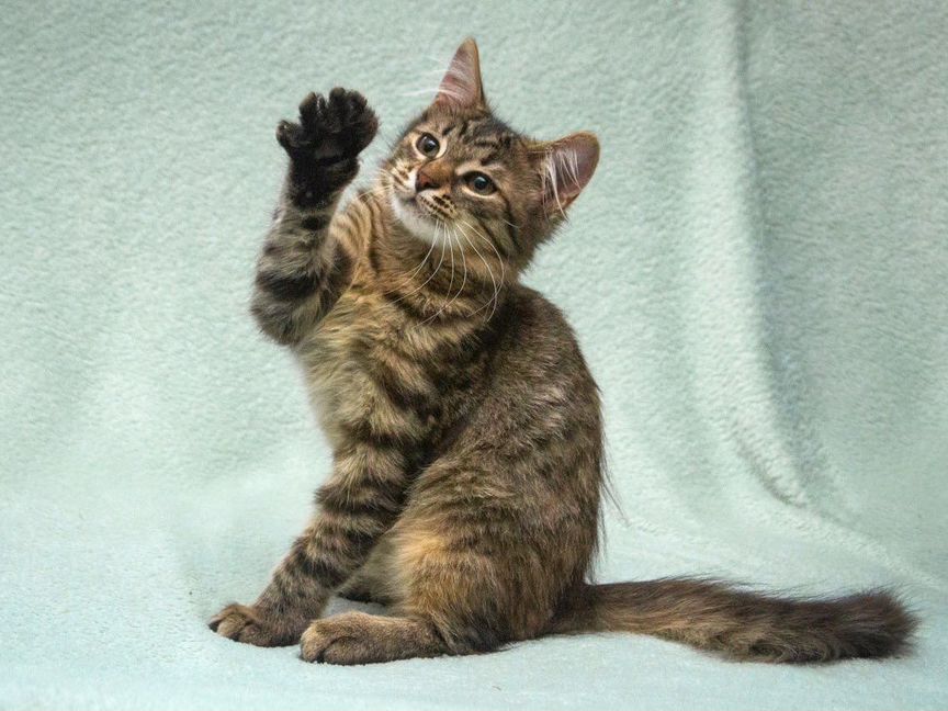 Котенок девочка в добрые руки