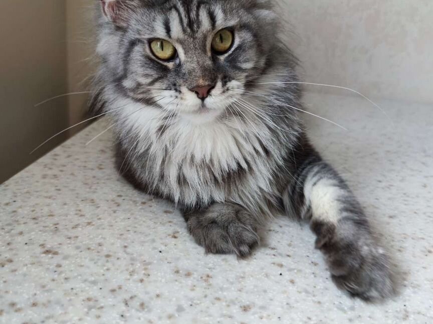 Котёнок Мейн-кун серебро