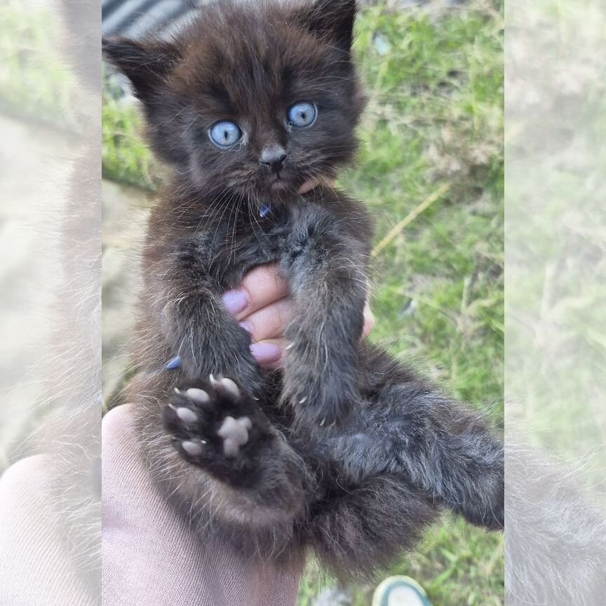 Котёнок в добрые руки