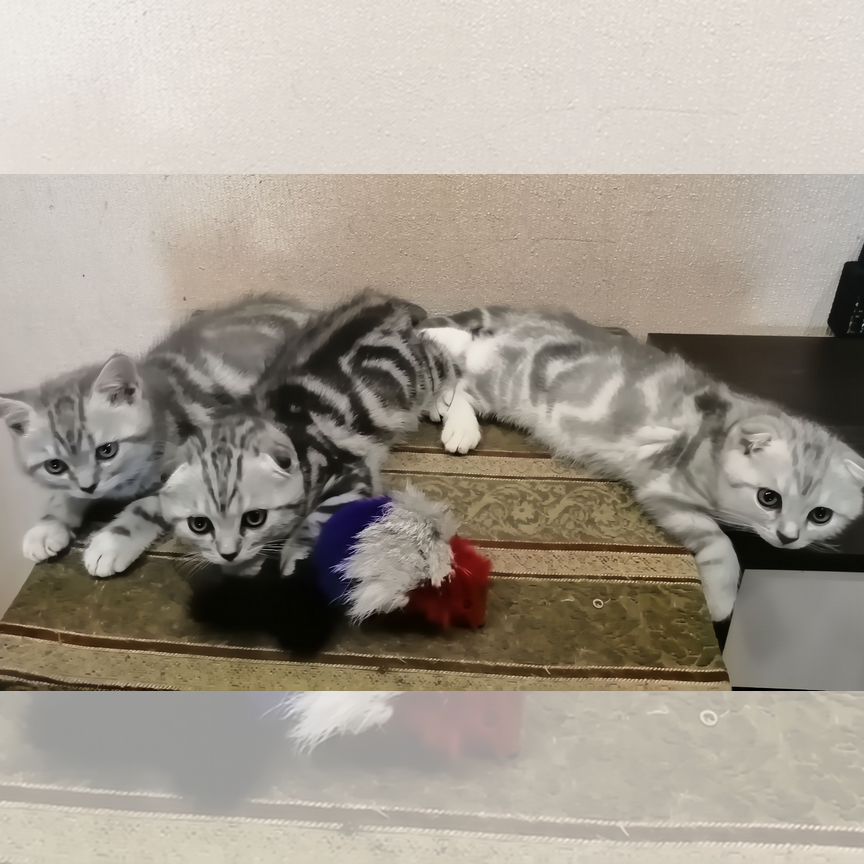 Шотландский вислоухий короткошёрстный котёнок
