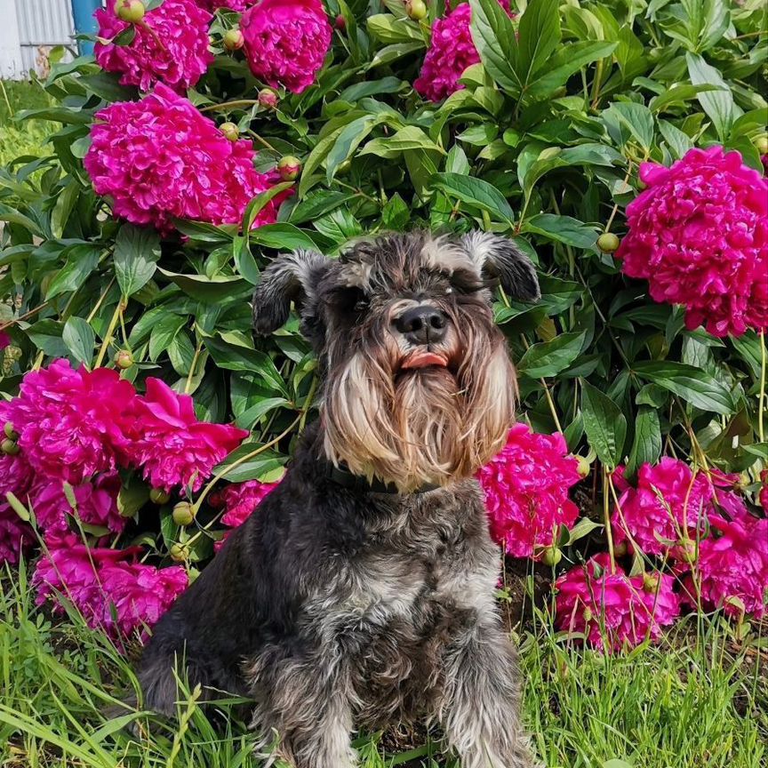 Цвергшнауцер Шери ищет новый дом