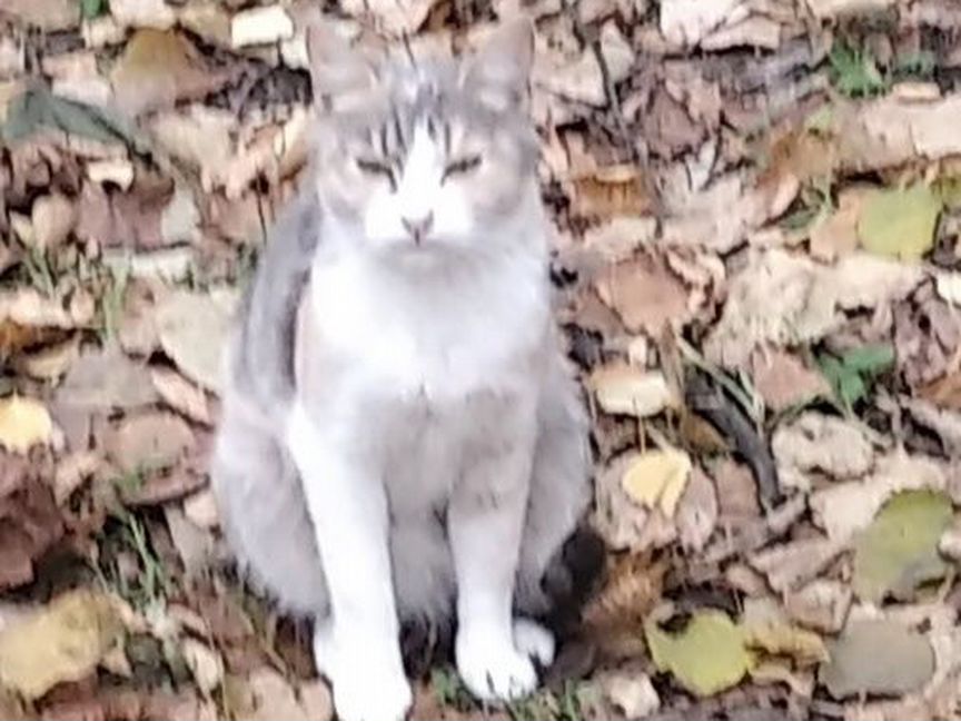 Бездомные кошки