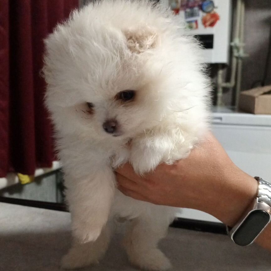 Померанский шпиц мини медвежьего типа