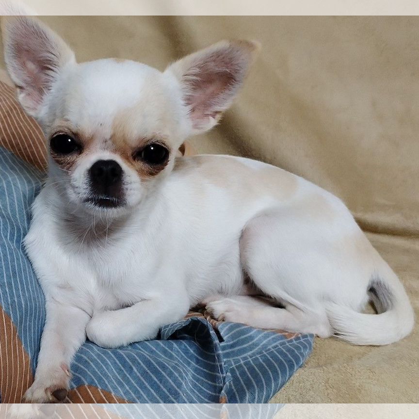 Чихуахуа, щенок