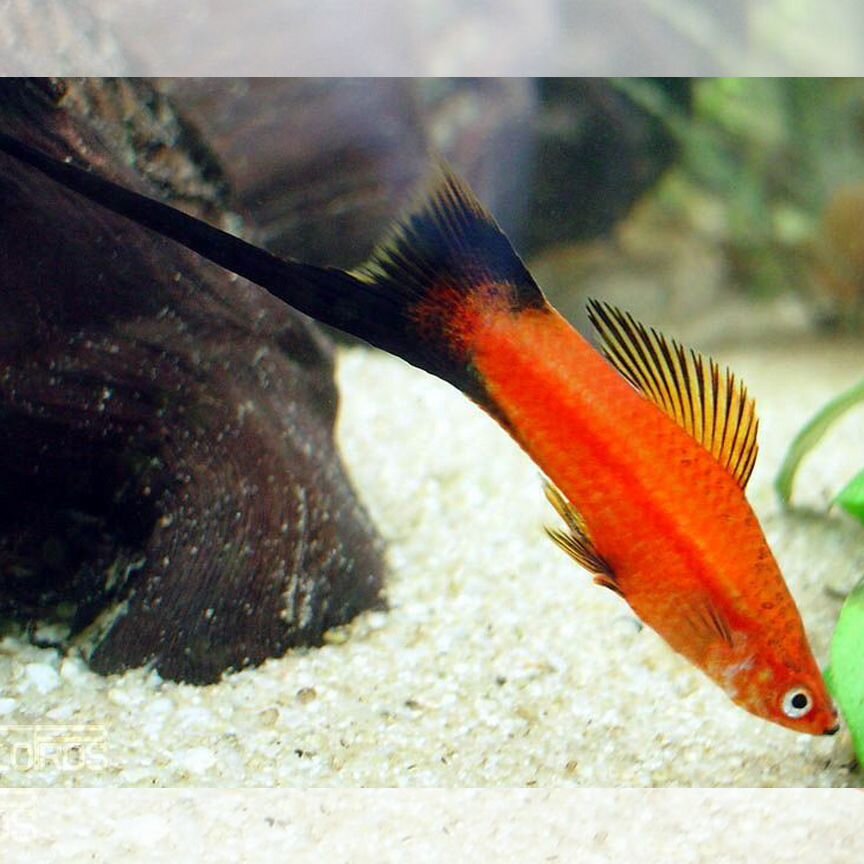 Рыбки меченосцы