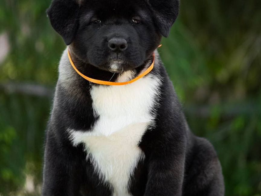 Щенок Американской Акиты