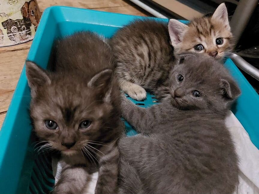 Шотландские котята