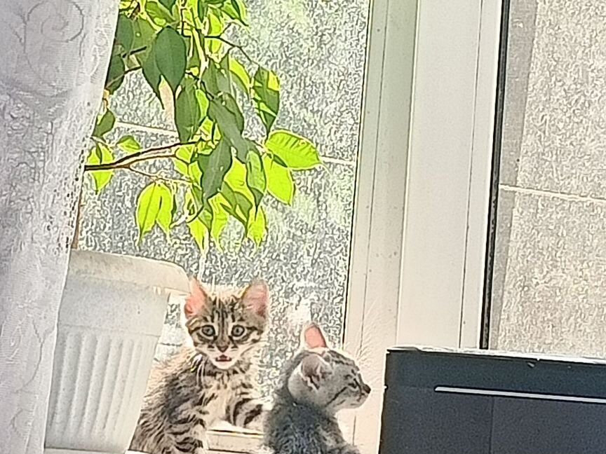 Котята вискас шотландские