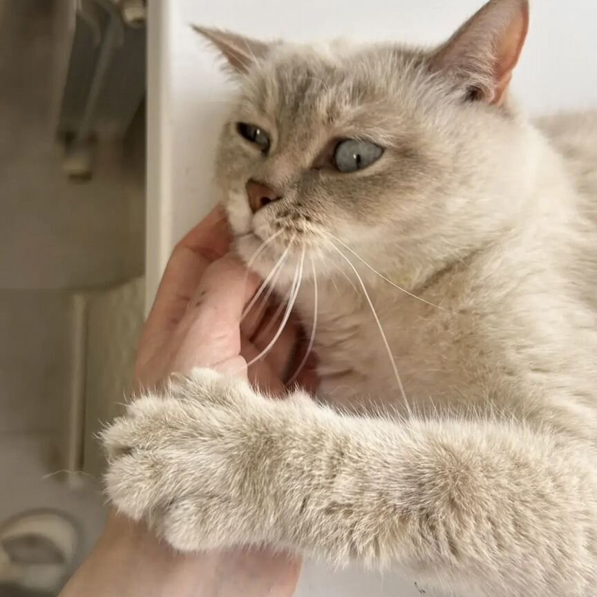 Взрослая, кошка в добрые руки