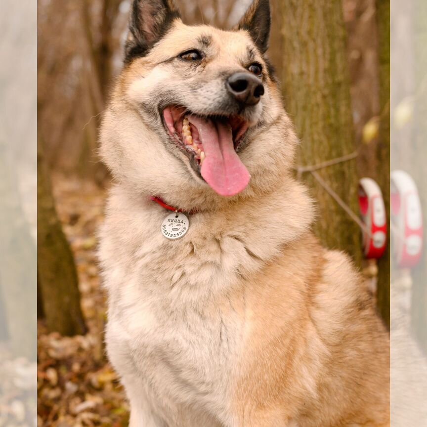 Активная собака в добрые руки