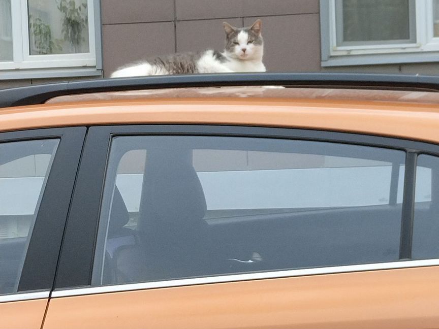 Кошка лежащая на машине
