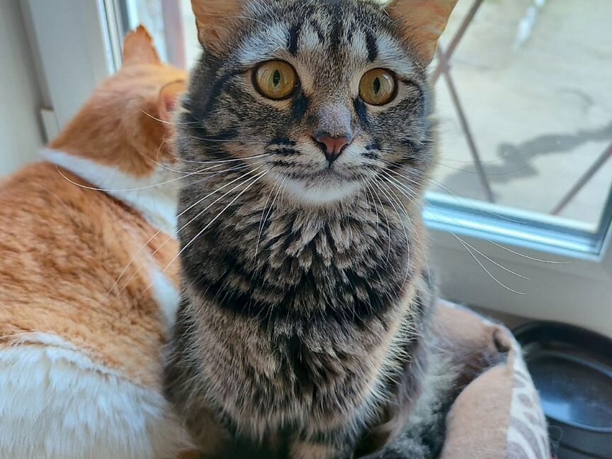 Юная сибирячка ищет дом