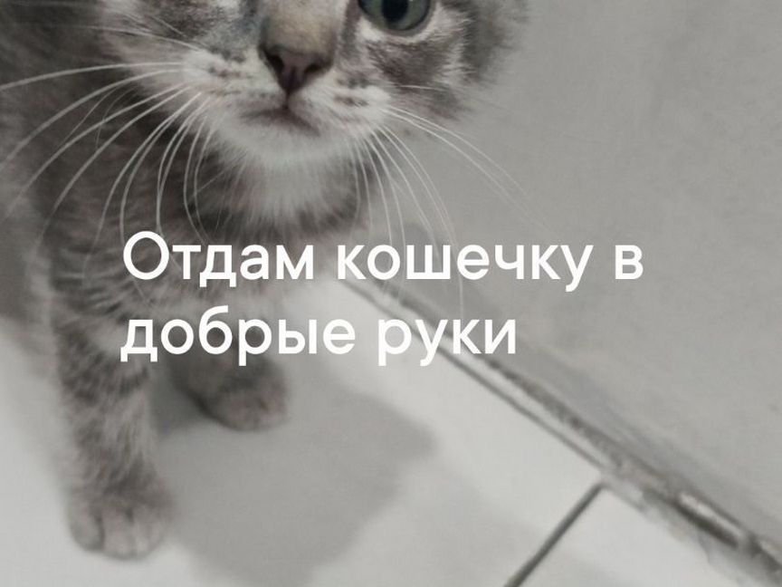 Шотландские кошечка